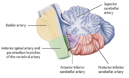 Cerebellar Vermis Tonsils Cedars Sinai